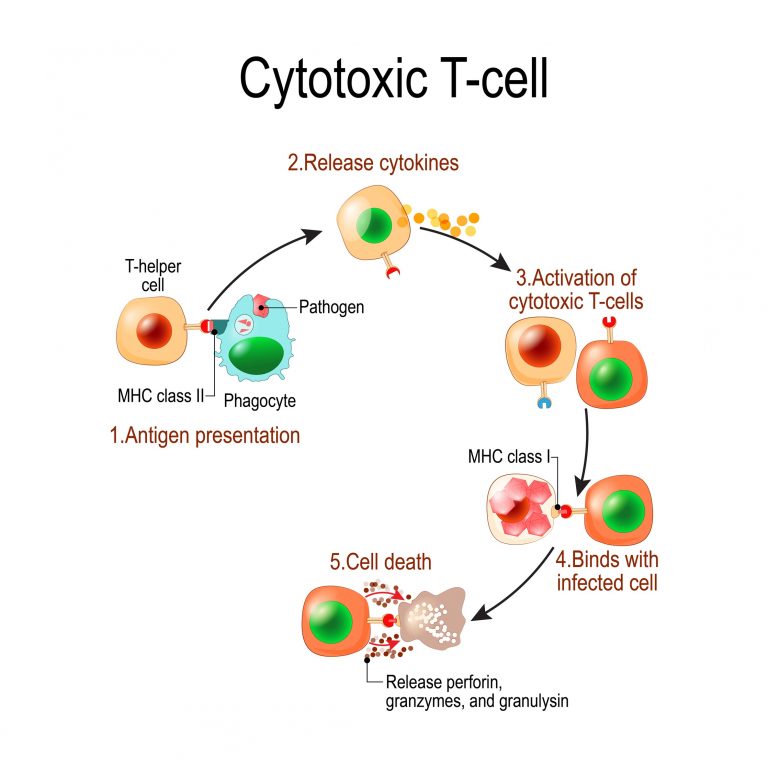 How Your Immune System Protects You From Infection Part 4 T
